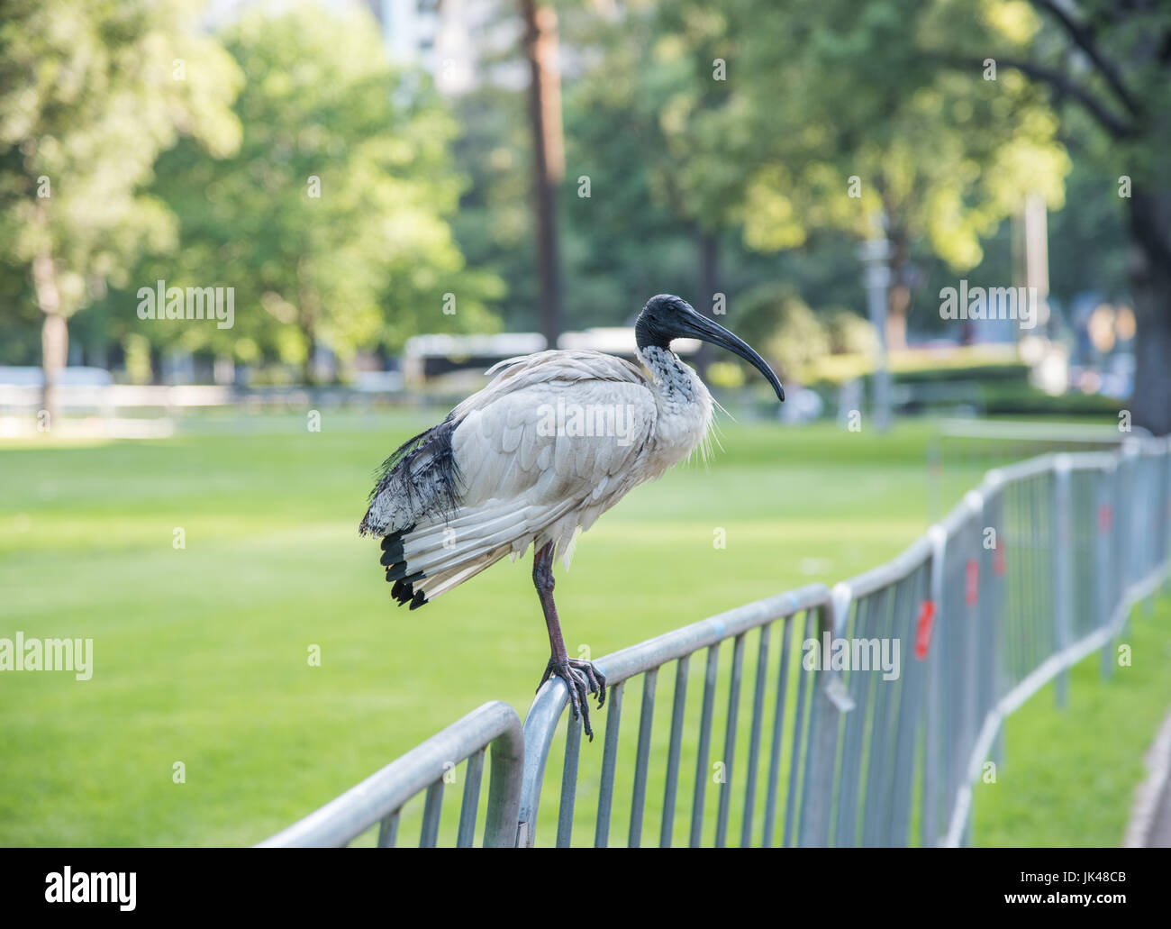 Ibis bird in Hyde-park of Sydney, Australia Stock Photo - Alamy