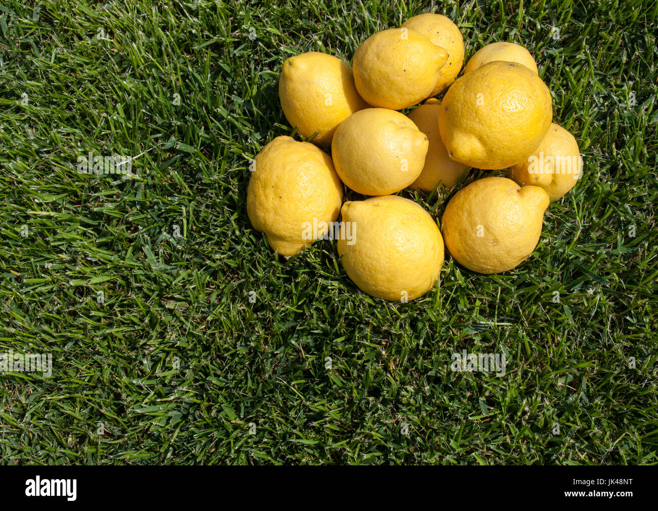 Growing lemons hi-res stock photography and images - Alamy