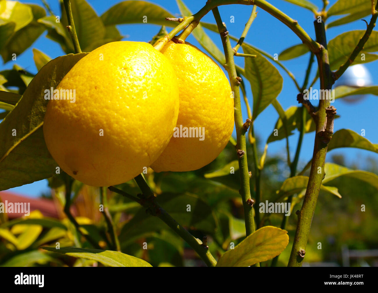 Growing lemons hi-res stock photography and images - Alamy