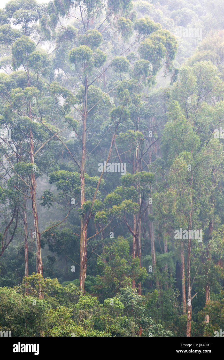 Mist shrouded hi-res stock photography and images - Alamy