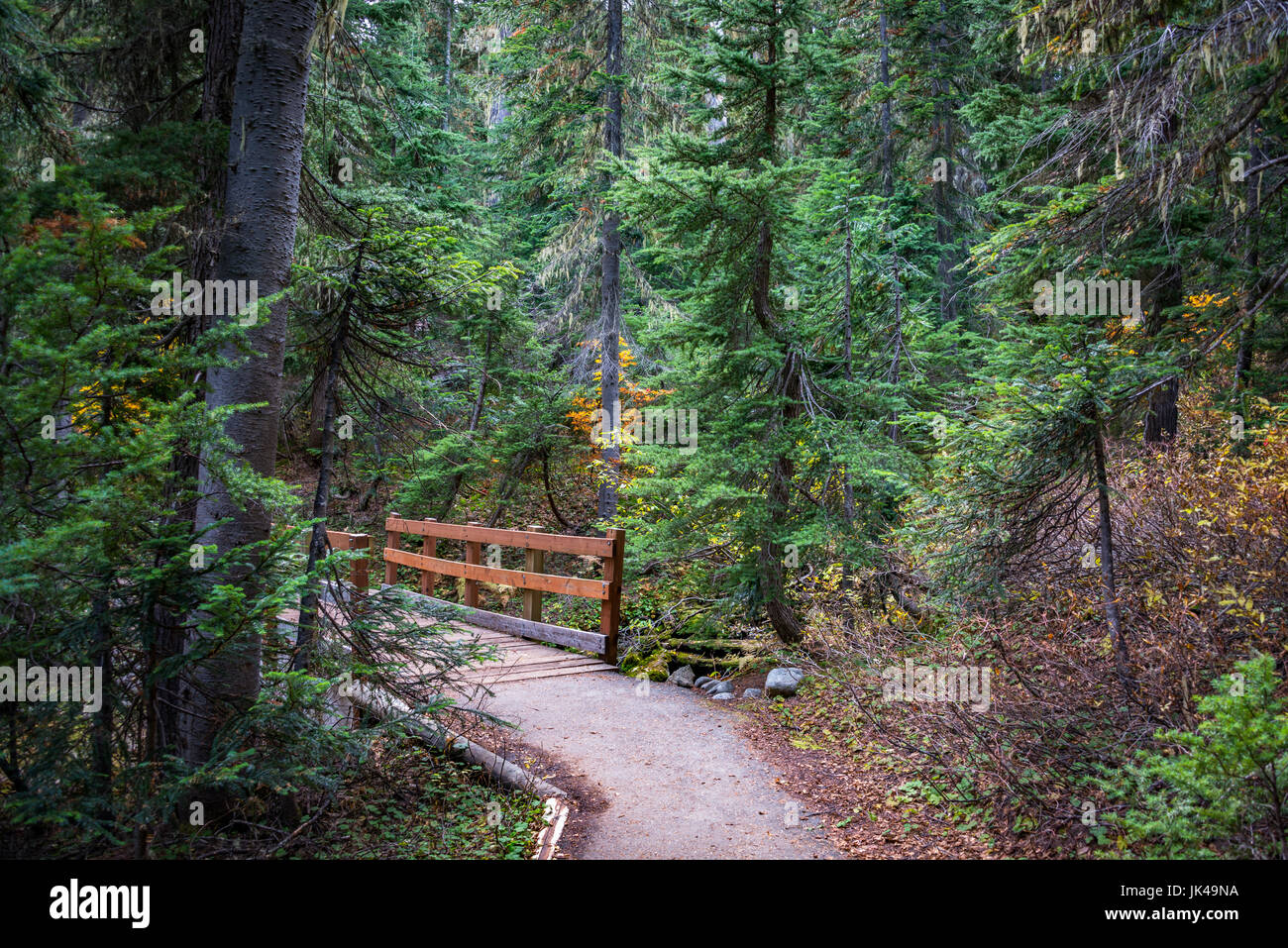 Bridge on Hiking Trail through Mountain Pine Forest Stock Photo - Alamy