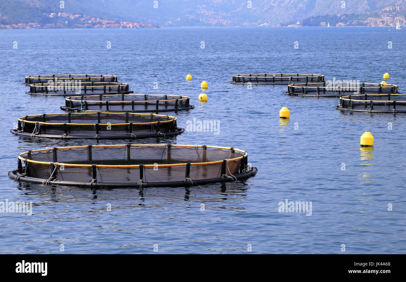 Seashell farm in Adriatic sea for cultivating edible shells for human ...