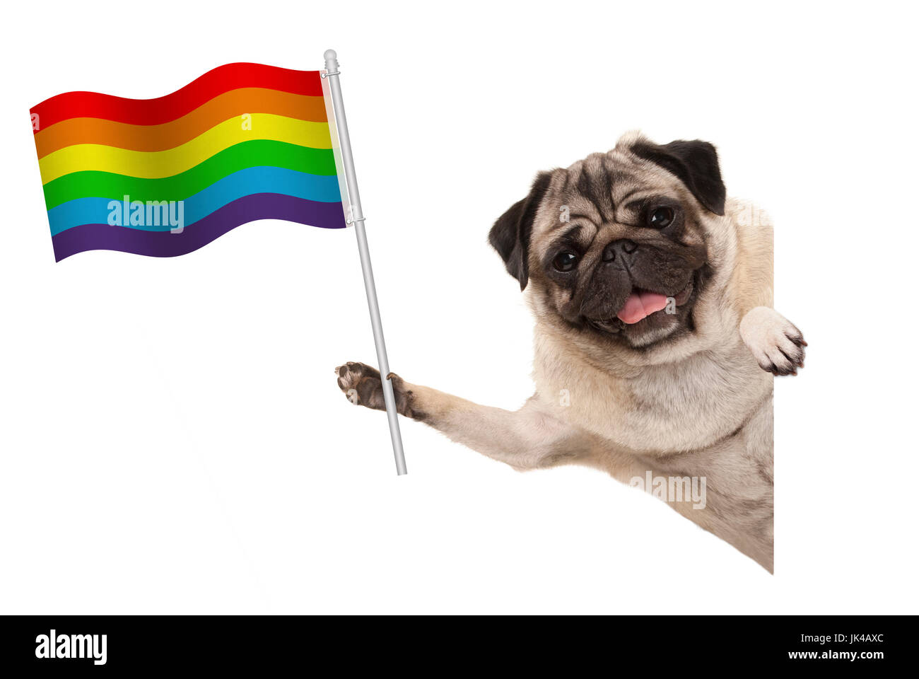 smiling pug puppy dog holding up rainbow flag, behind white banner ...