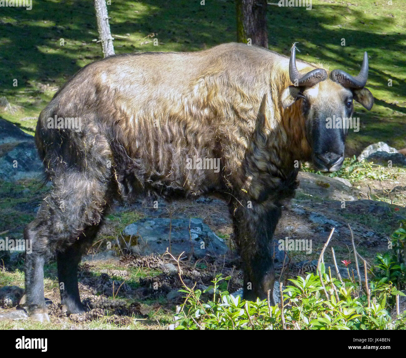 Close up on Takin, national animal of Bhutan Stock Photo - Alamy