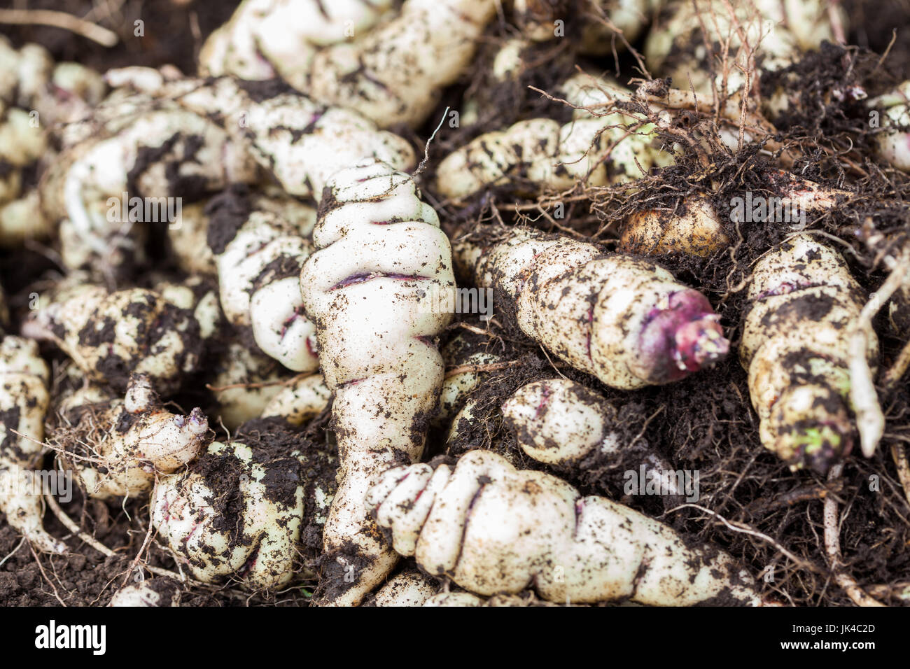 Cubios (Tropaeolum tuberosum) at organic cultivation field Stock Photo ...