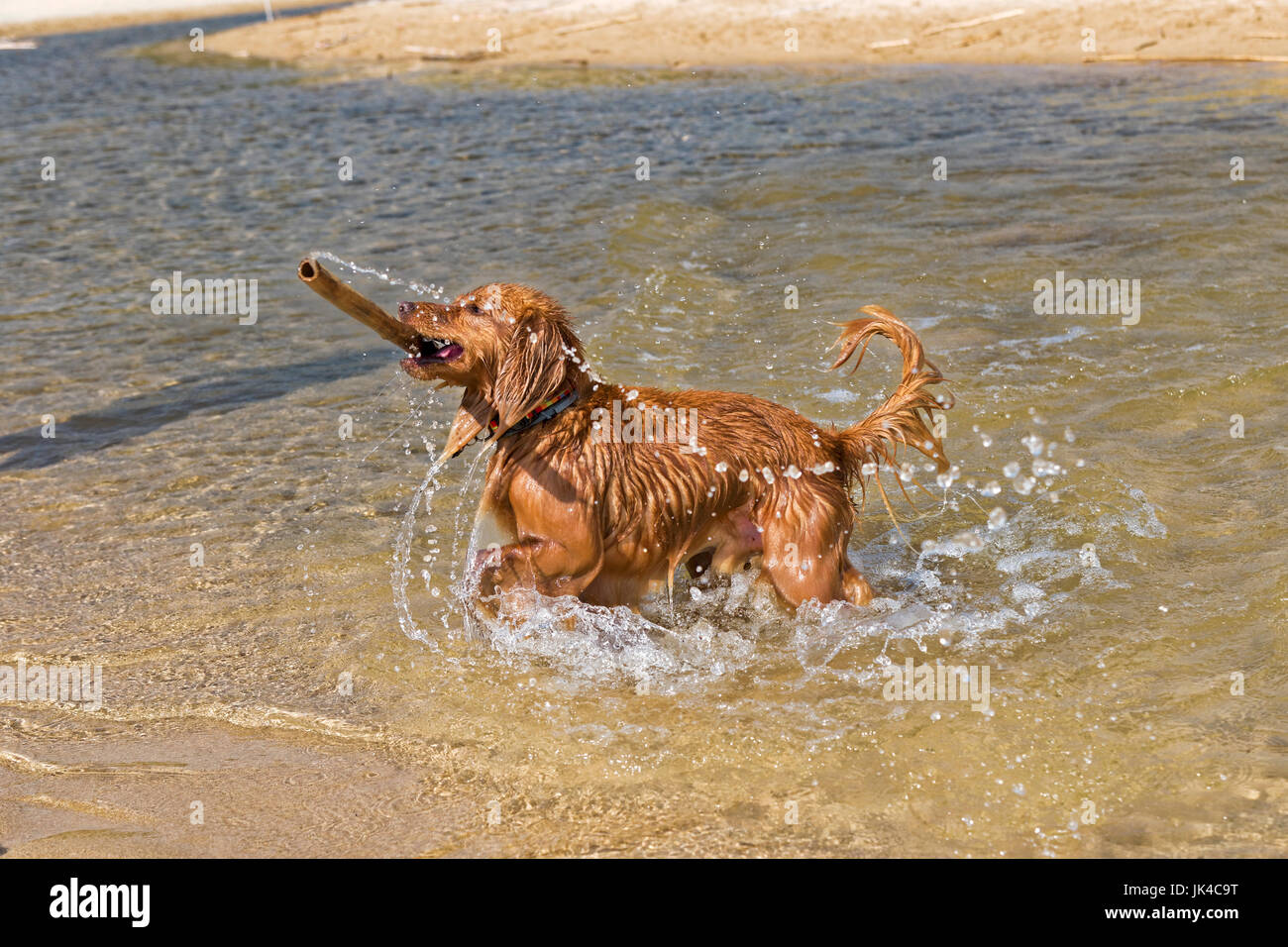 Joyous Dog