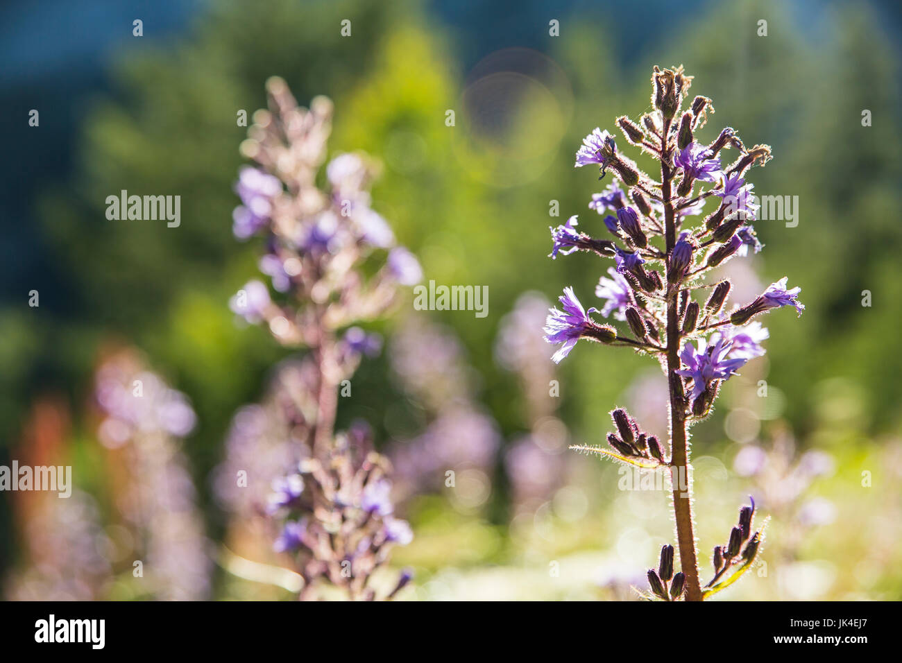 Purple flowers in switzerland hi-res stock photography and images - Alamy