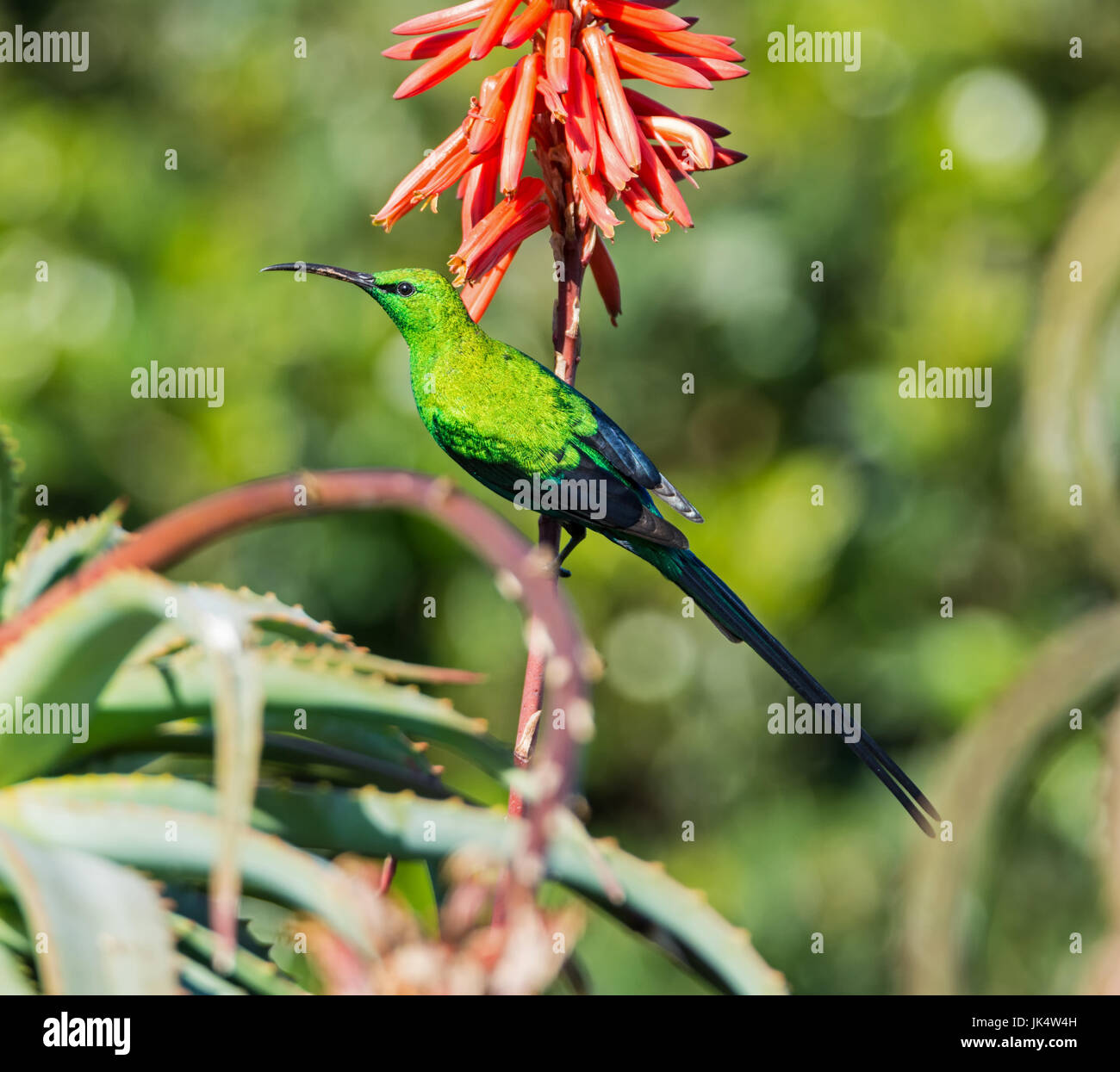 A Malachite Sunbird in full breeding plumage perched on an aloe plant ...