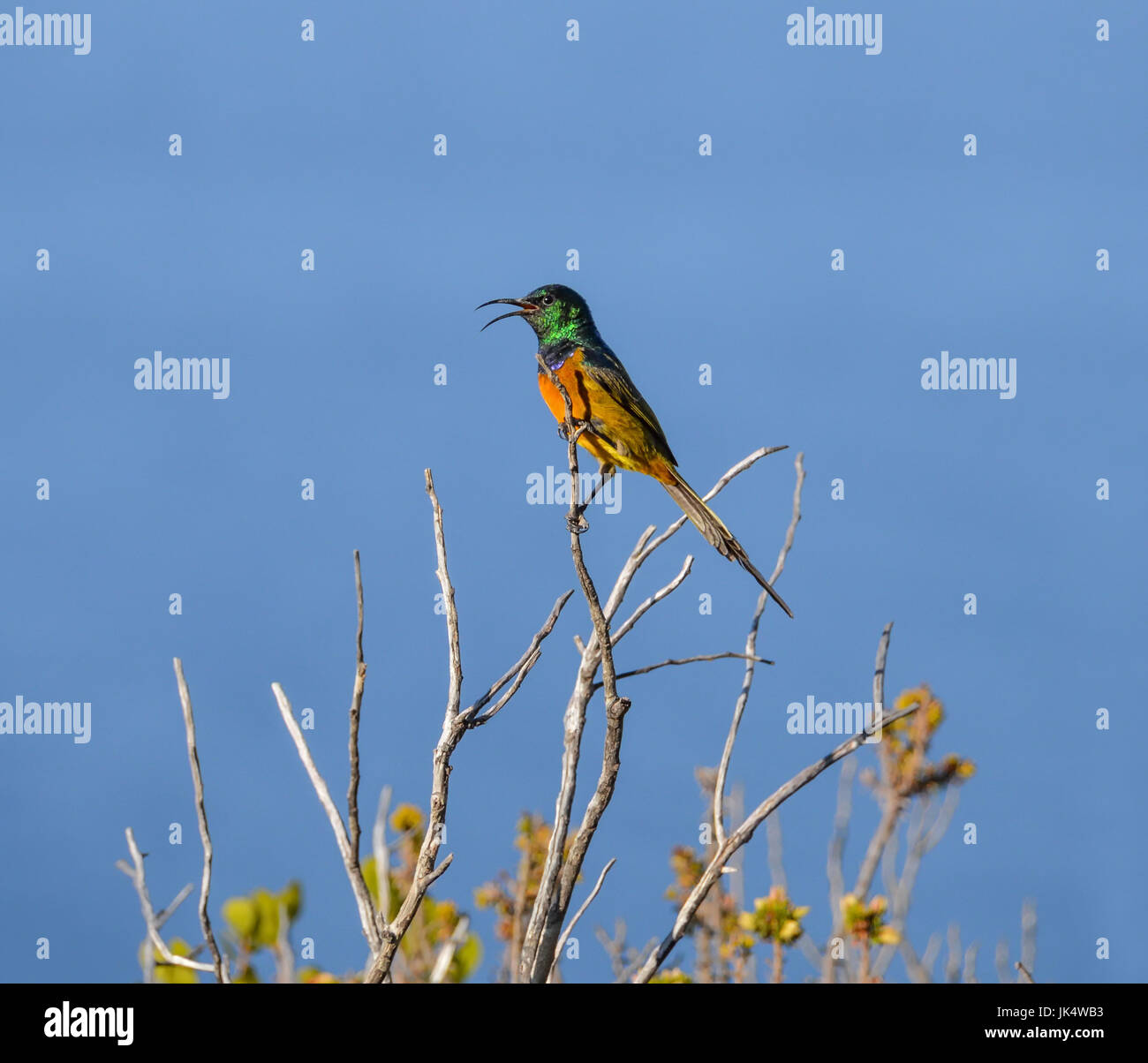Orange breasted sunbird south africa hi-res stock photography and ...