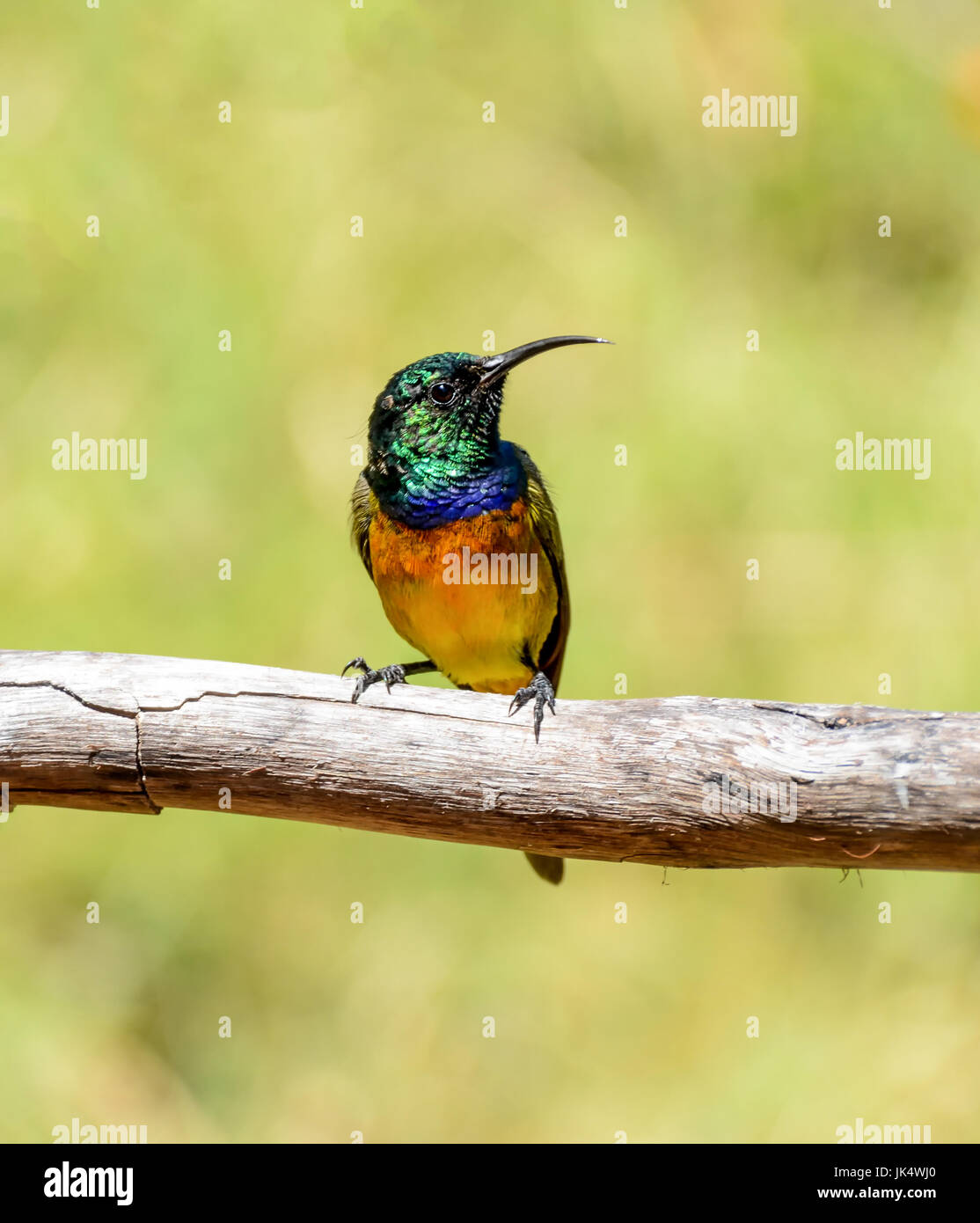 A male Orange-breasted Sunbird in Southern Africa Stock Photo - Alamy