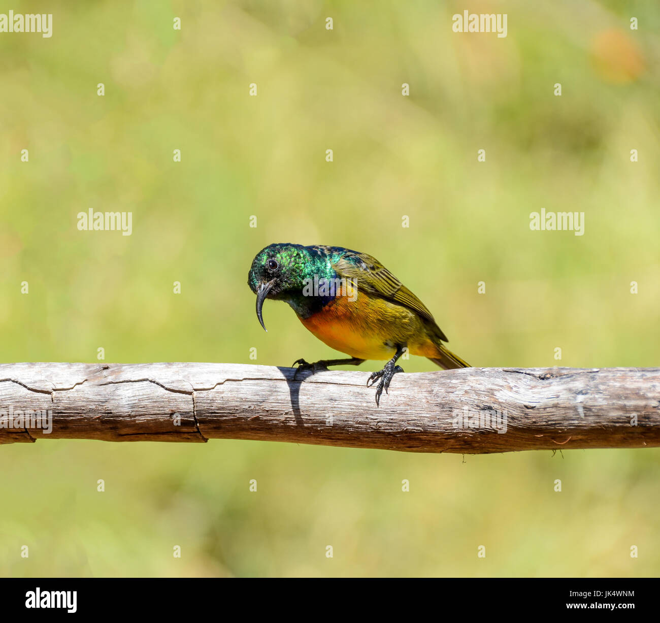 A male Orange-breasted Sunbird in Southern Africa Stock Photo - Alamy