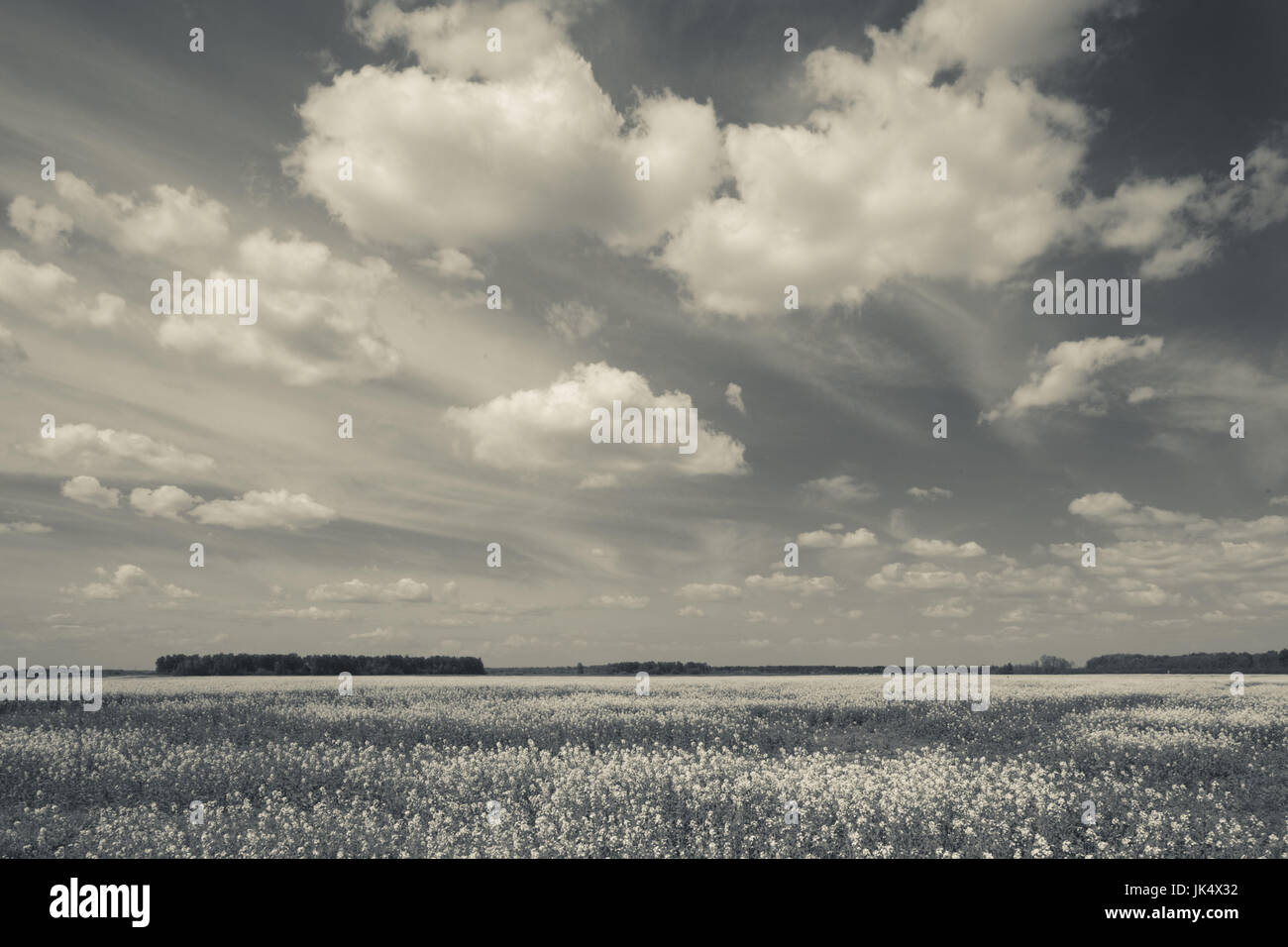 Lithuania, Central Lithuania, Joniskis, field of mustard flowers in ...