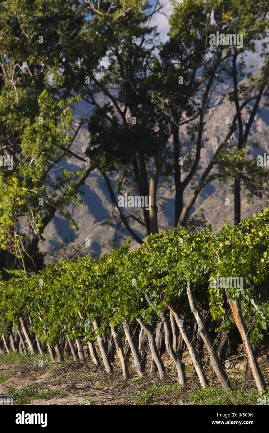 Argentina, Salta Province, Valles Calchaquies, Cafayate, vineyard view ...