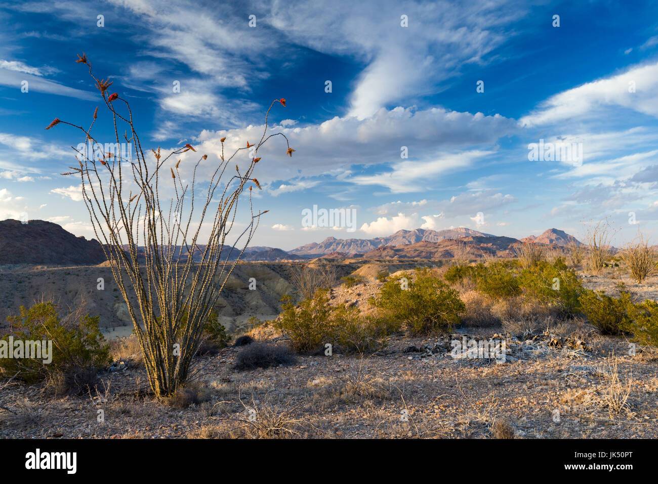Large Ocotilo Plant (Fouquieria splendens) And Scrubland In Big Bend ...