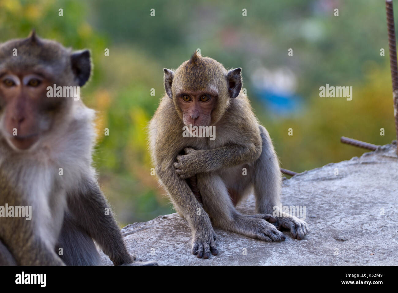 Monkey cambodia hi-res stock photography and images - Alamy