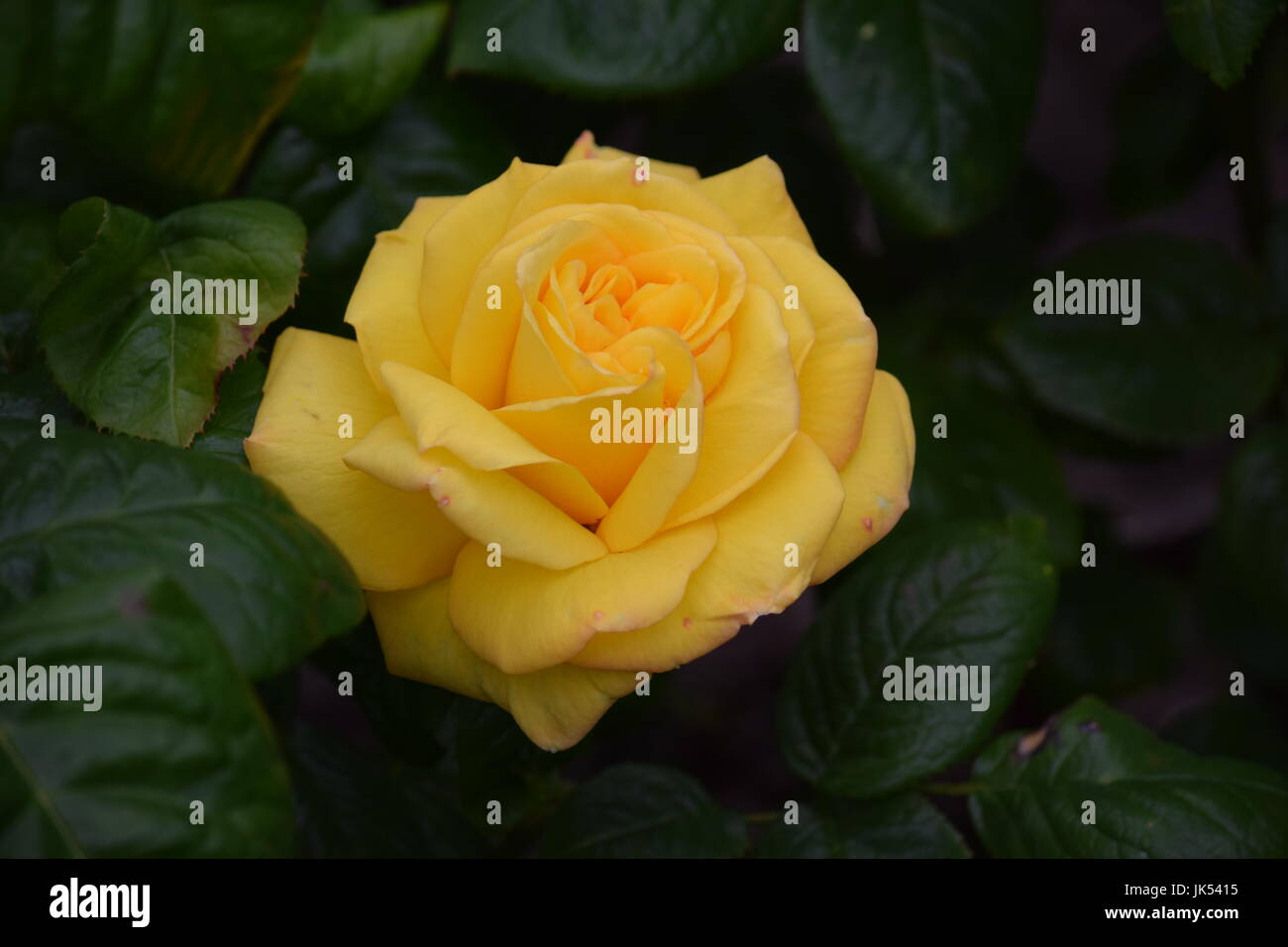 Yellow tea rose Stock Photo - Alamy