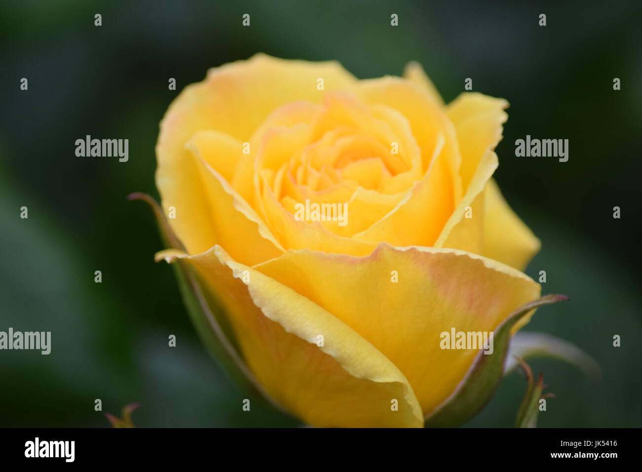 Yellow tea rose Stock Photo - Alamy