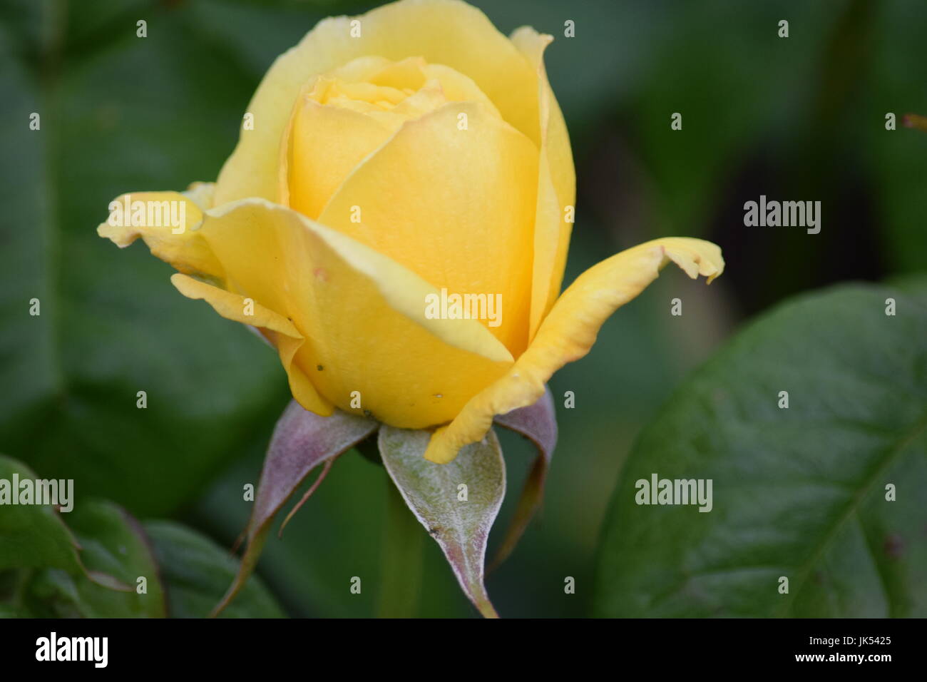 Yellow tea rose Stock Photo - Alamy