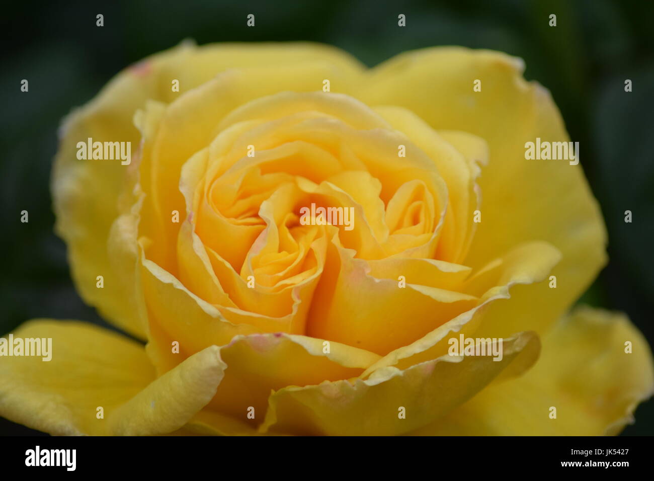 Yellow tea rose Stock Photo - Alamy