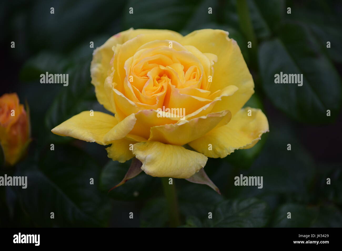 Yellow tea rose Stock Photo - Alamy