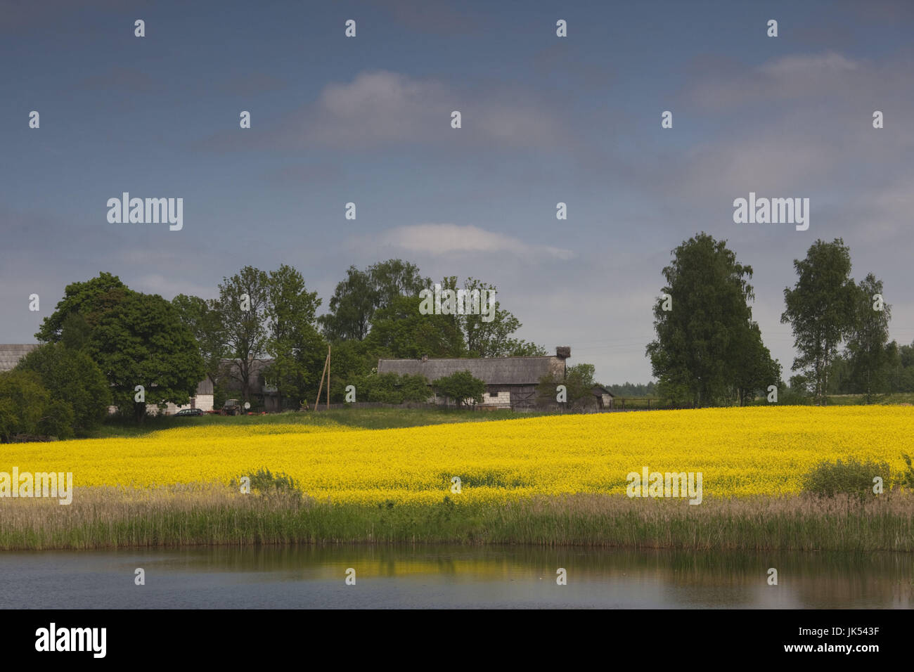 Latvia, Western Latvia, Kurzeme Region, Spare, mustard fields and farm ...