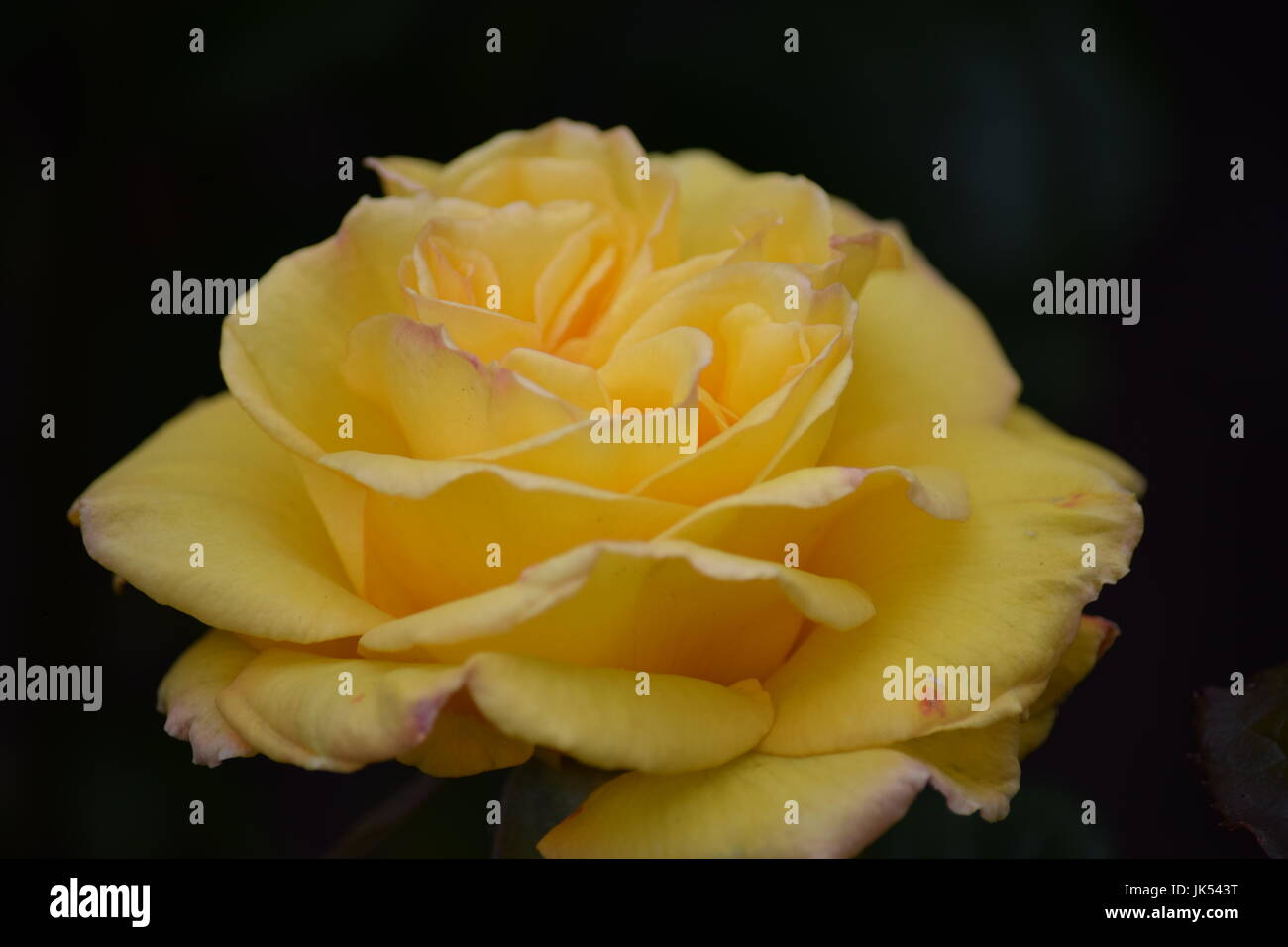 Yellow tea rose Stock Photo - Alamy
