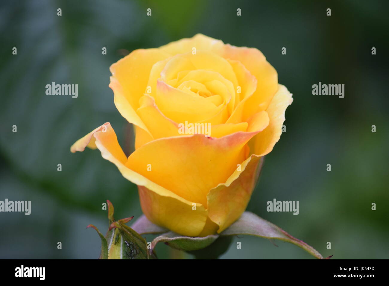 Yellow tea rose Stock Photo - Alamy