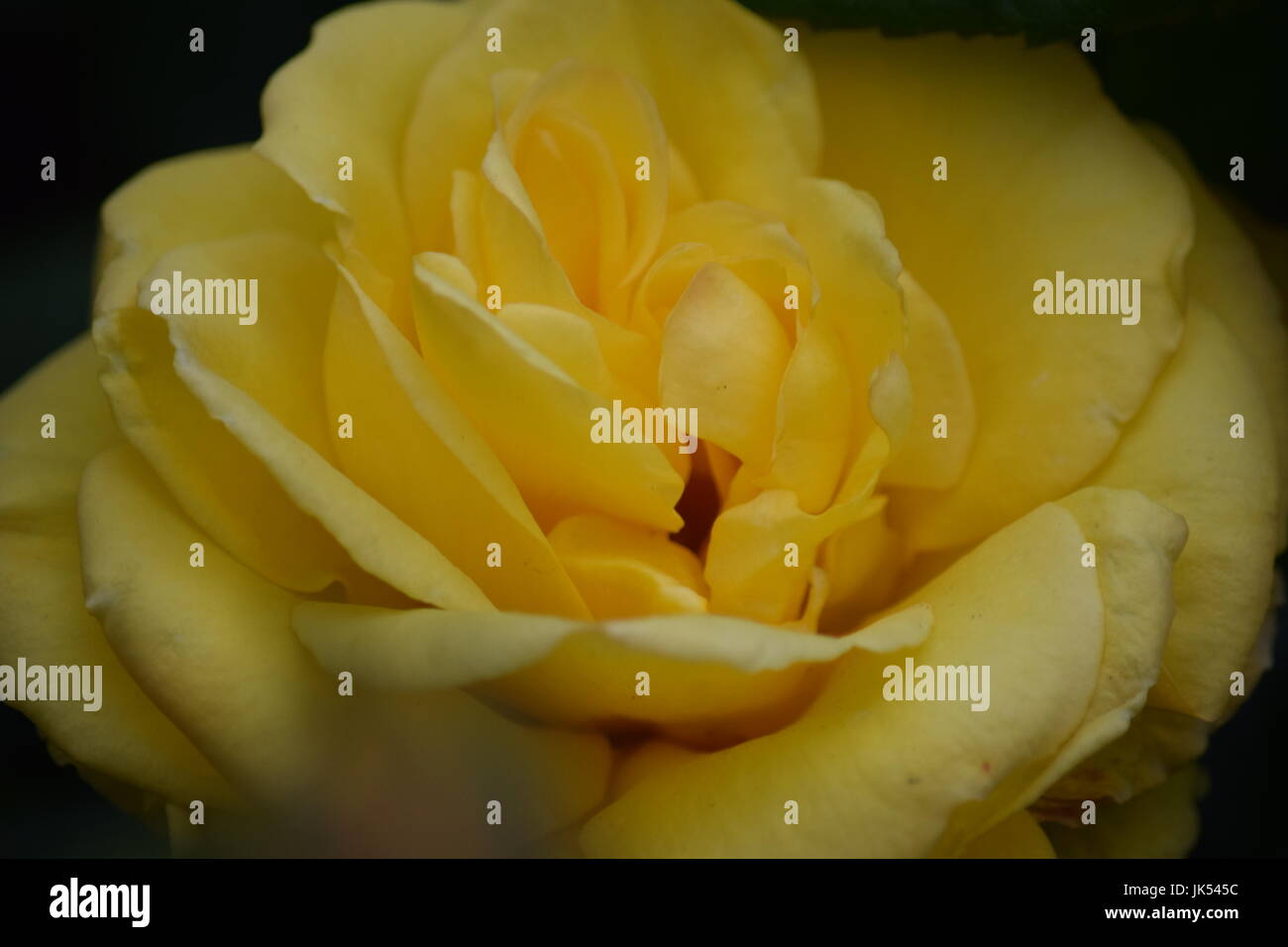 Yellow tea rose Stock Photo - Alamy