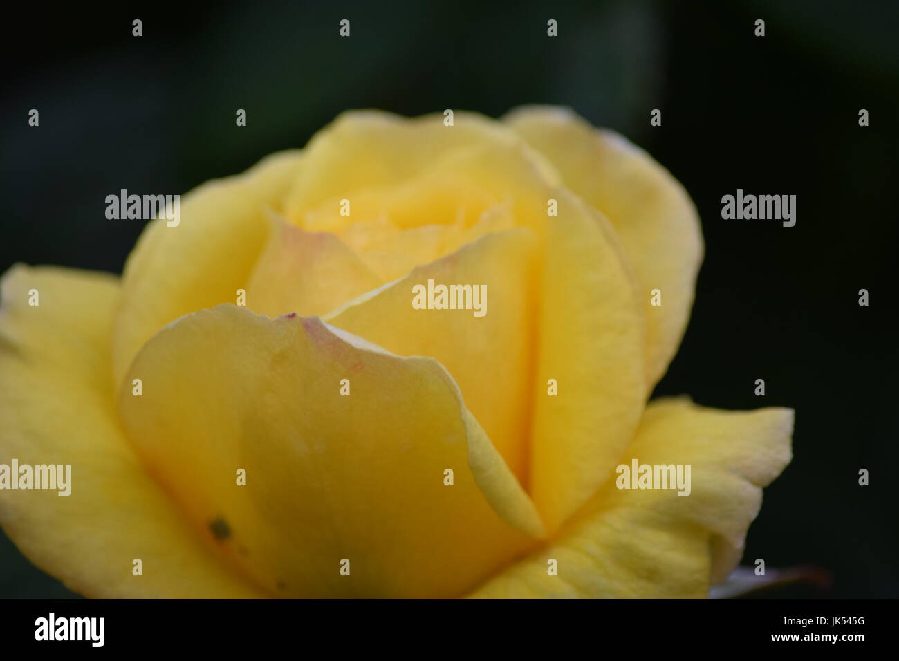 Yellow tea rose Stock Photo - Alamy