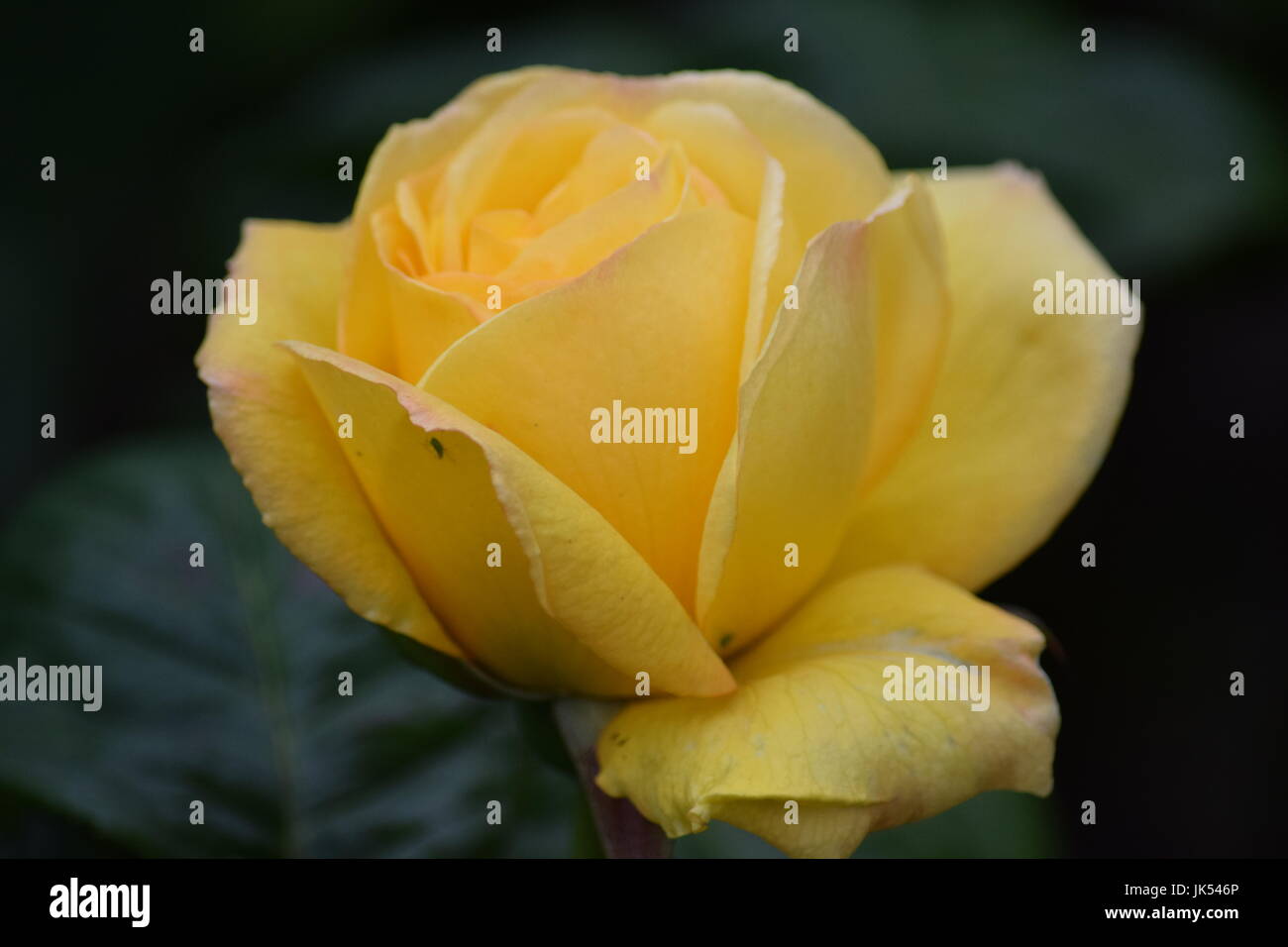 Yellow tea rose Stock Photo - Alamy