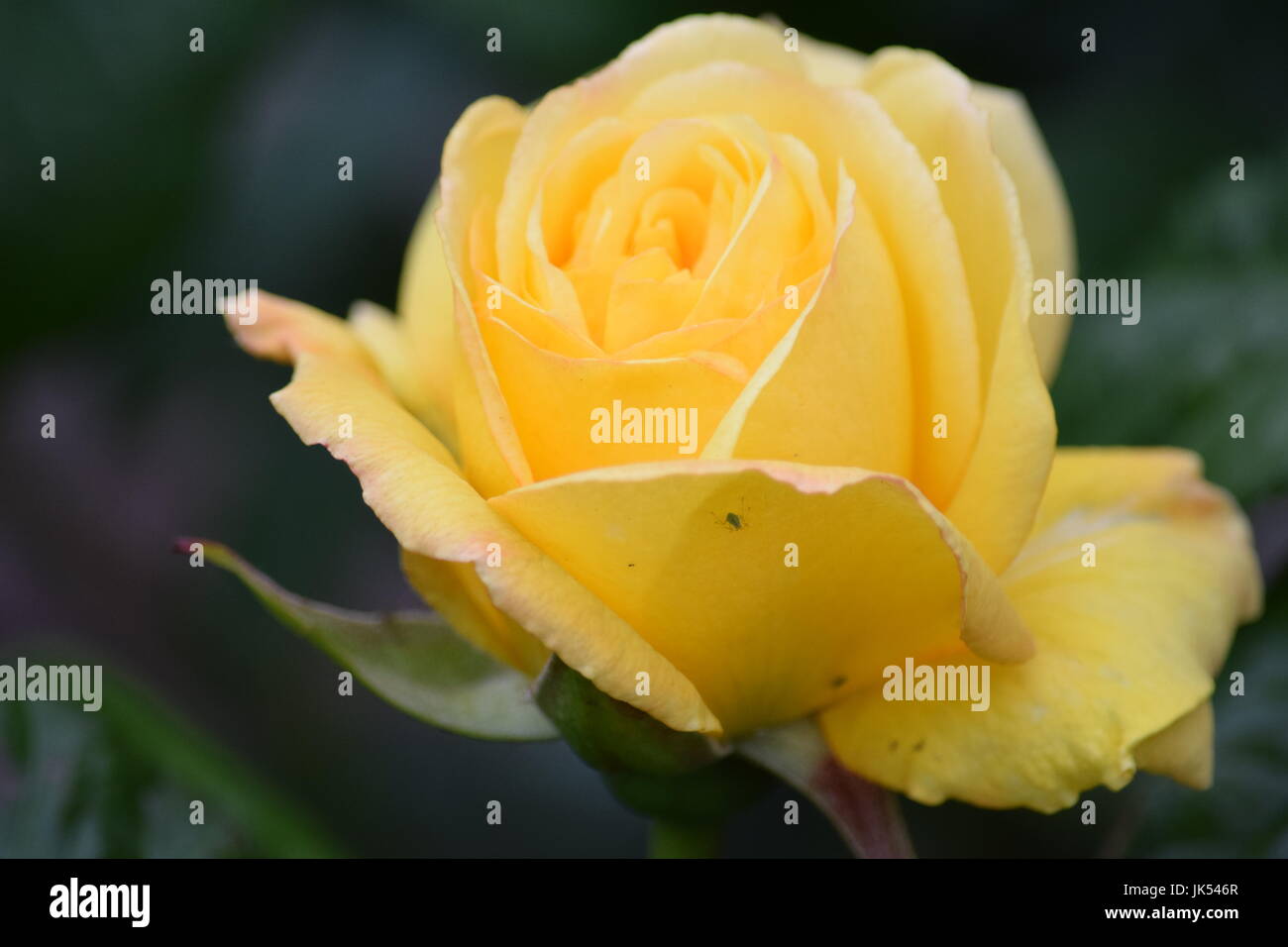 Yellow tea rose Stock Photo - Alamy