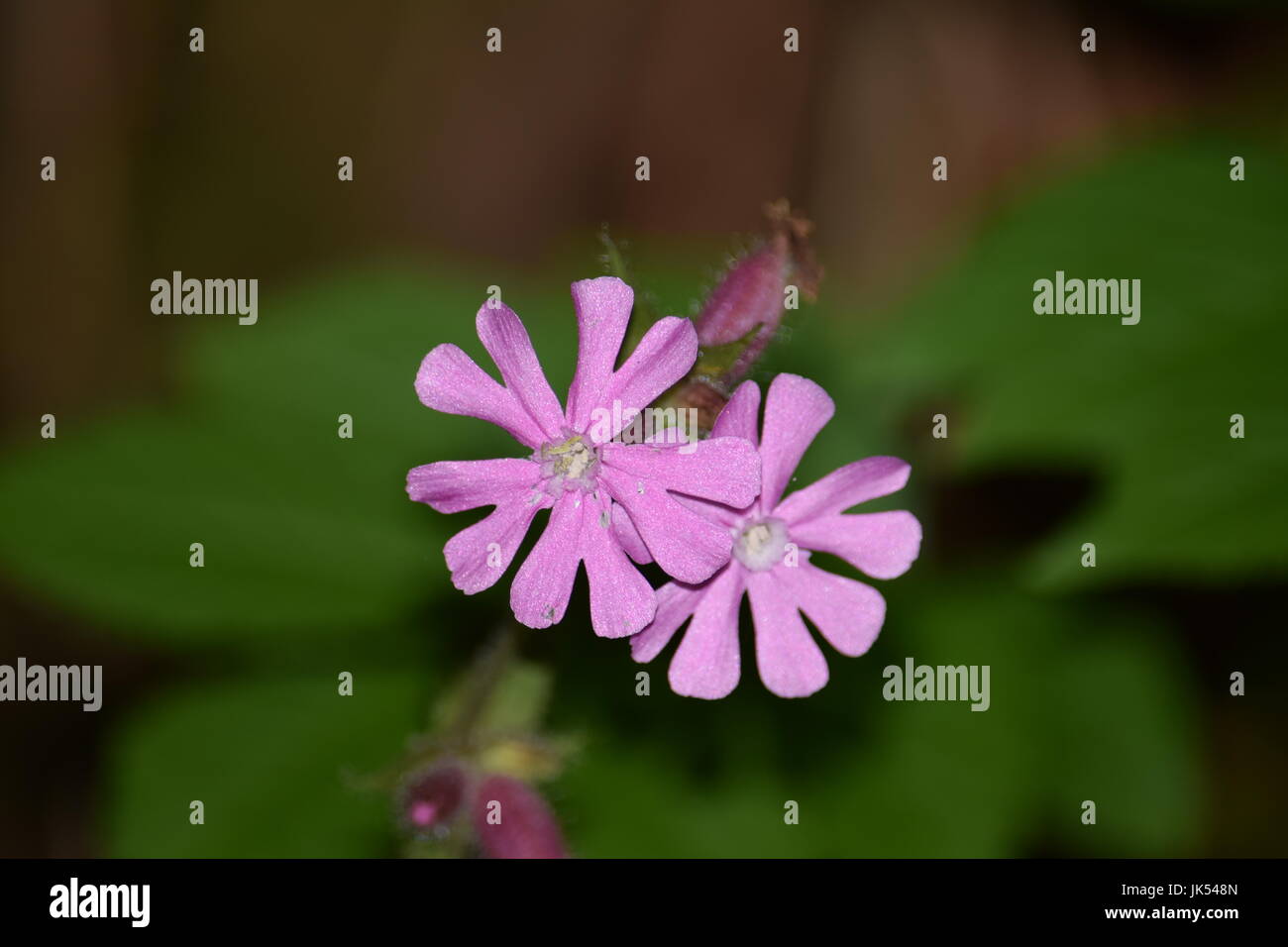 Red campion, Silene dioica, flowers Stock Photo - Alamy