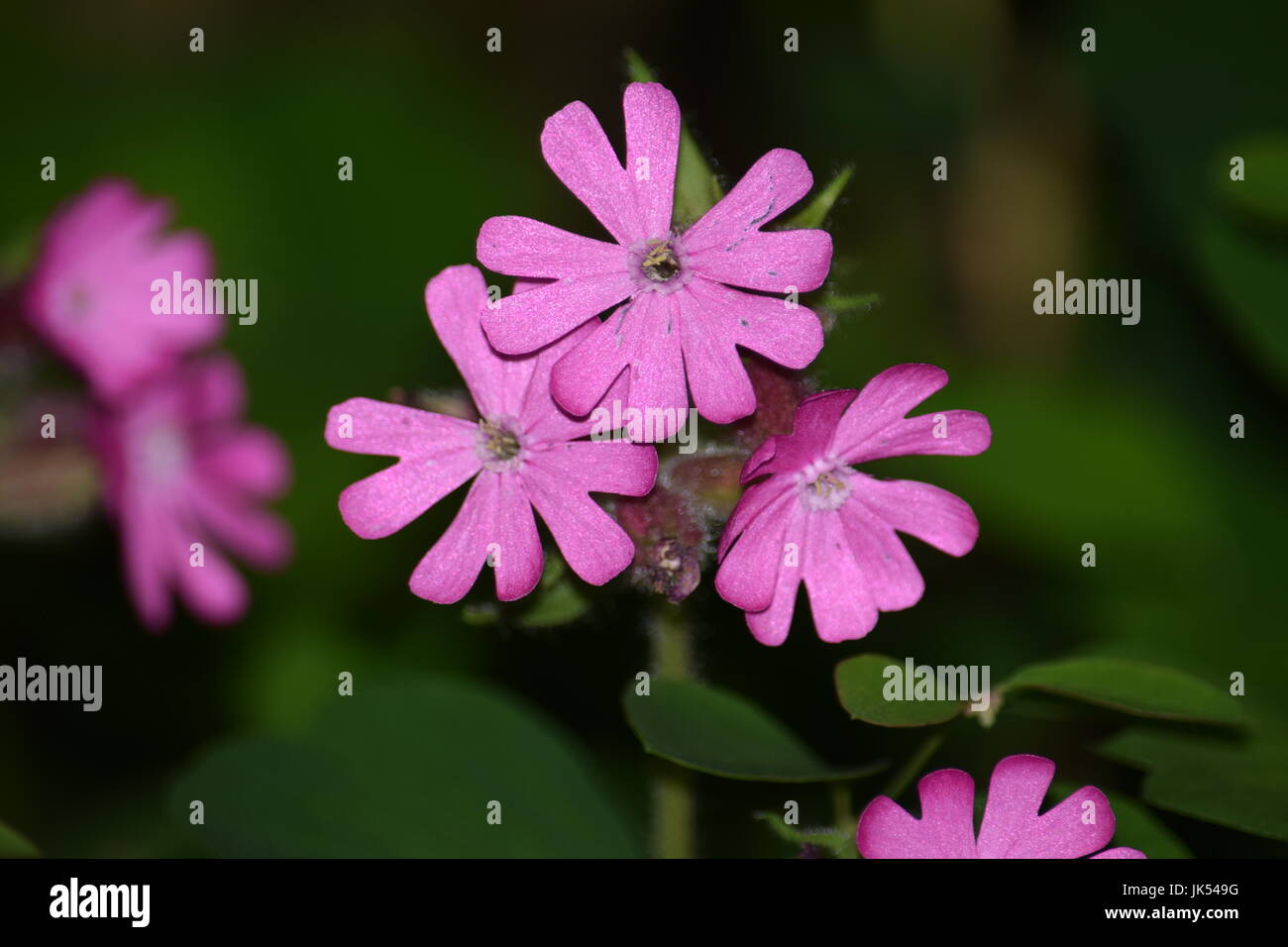 Red campion, Silene dioica, flowers Stock Photo - Alamy