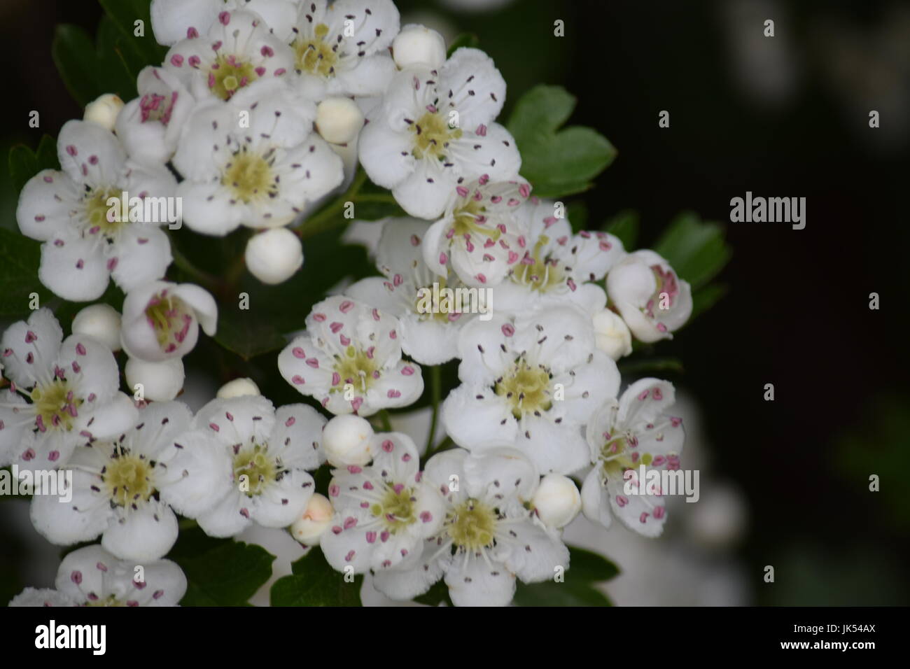 White flowered bush, backgrounds Stock Photo - Alamy
