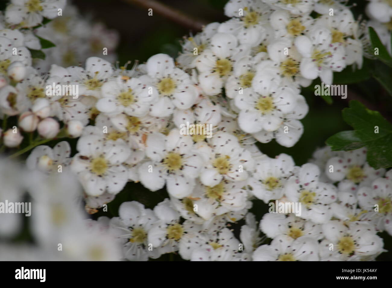 White flowered bush, backgrounds Stock Photo - Alamy
