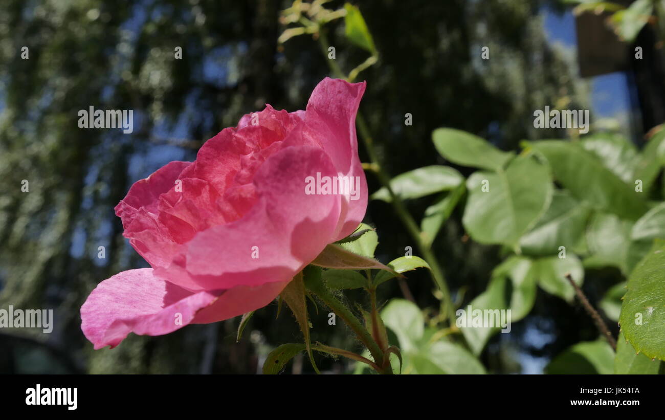 Extremely exquisite hi-res stock photography and images - Alamy