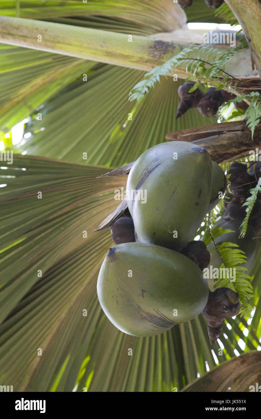 Seychelles lodoicea maldivica hi-res stock photography and images - Alamy