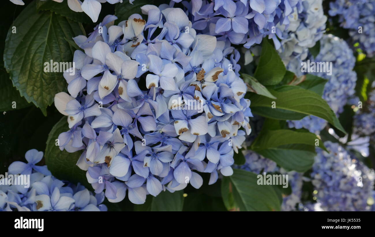 beautiful light blue flower Stock Photo - Alamy