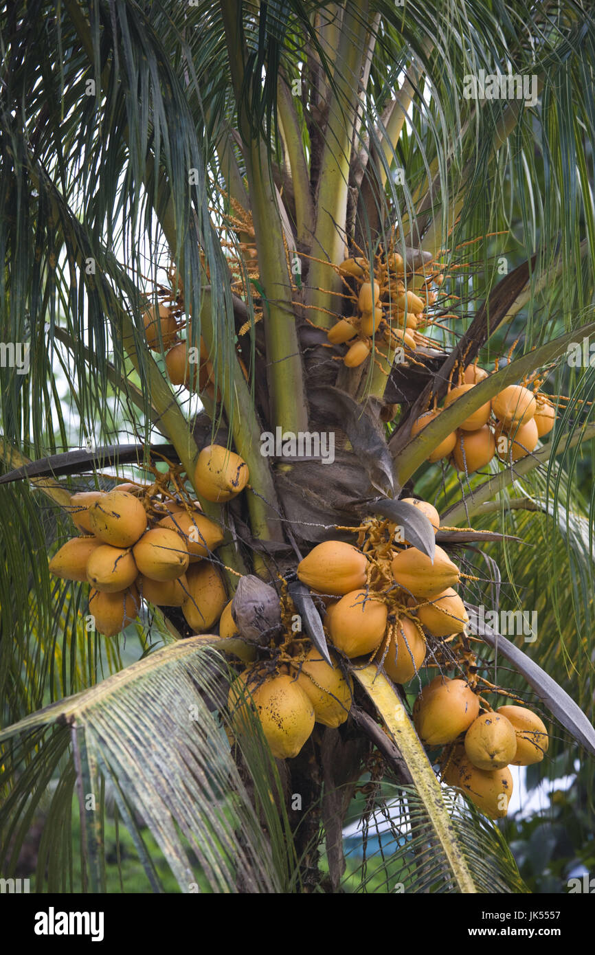Seychelles, La Digue Island, La Passe, coconuts Stock Photo - Alamy