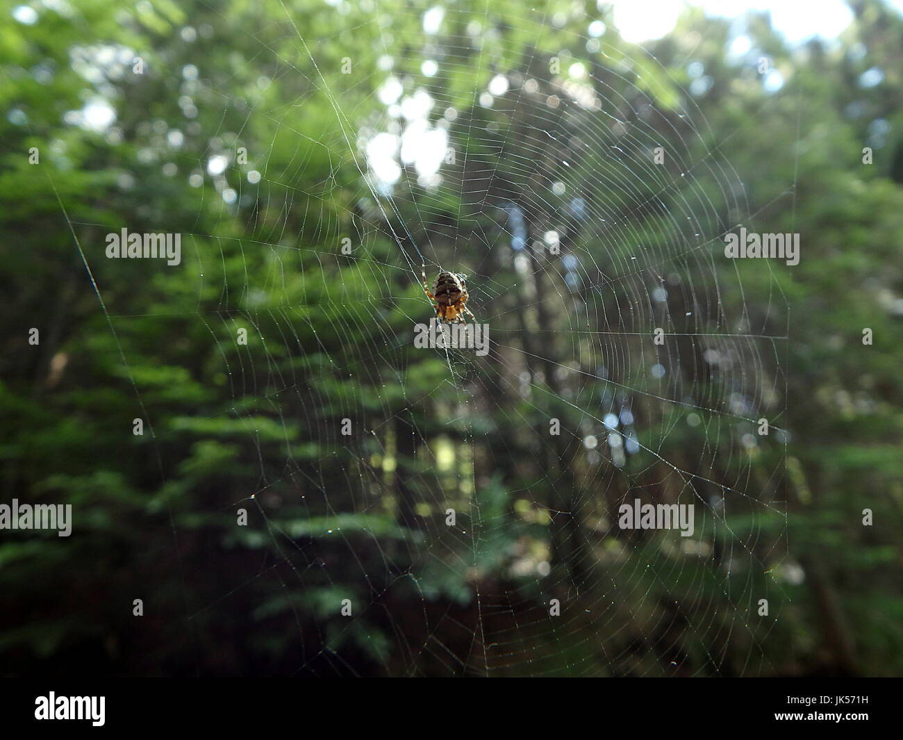 Spider in the net, Spider and spiderweb Stock Photo - Alamy