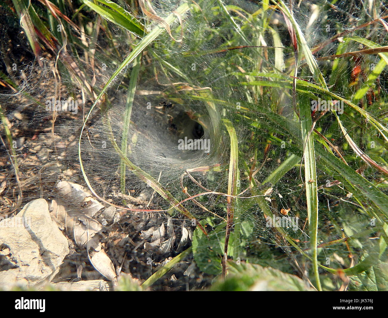 Spider web, Spider net Stock Photo - Alamy