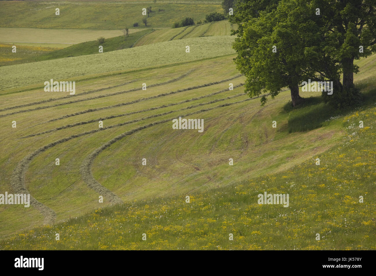 Germany, Bavaria, Wildsteig, spring Fields on the Deutsche Alpenstraße ...