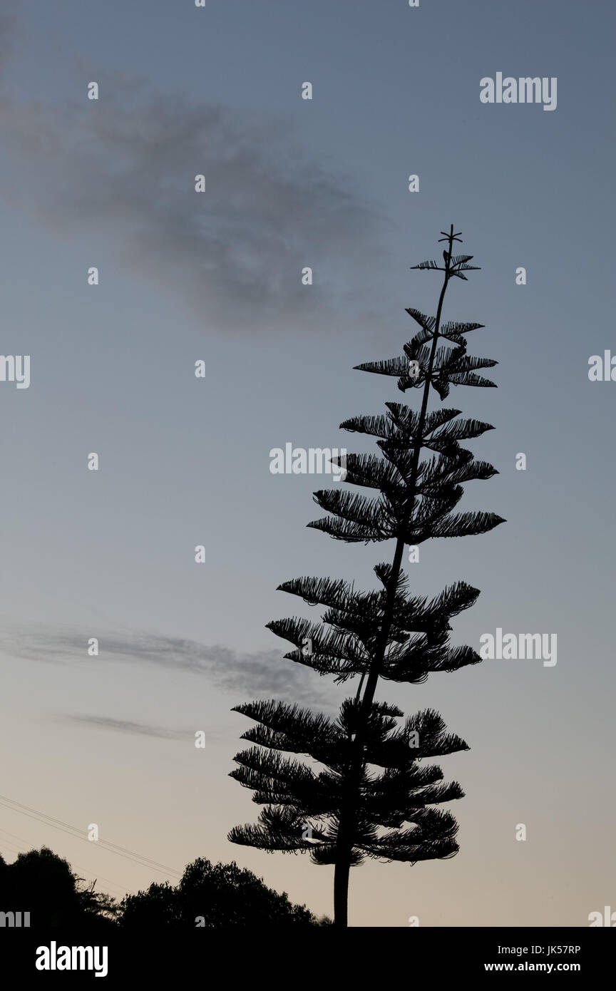 New caledonia pine hi-res stock photography and images - Alamy
