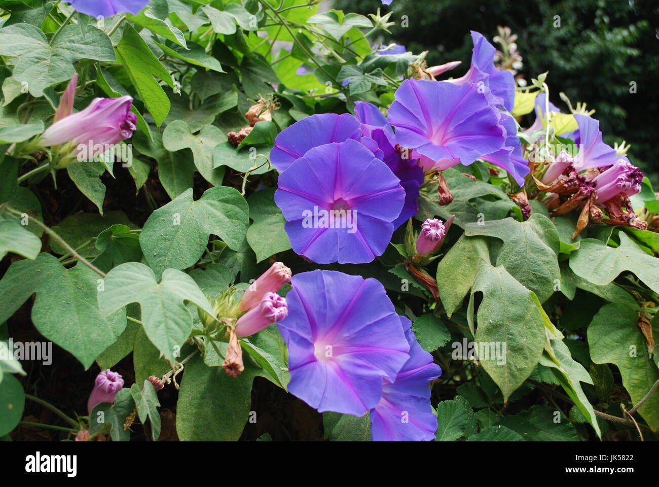 Ipomoea indica blue flowers blossom Stock Photo - Alamy