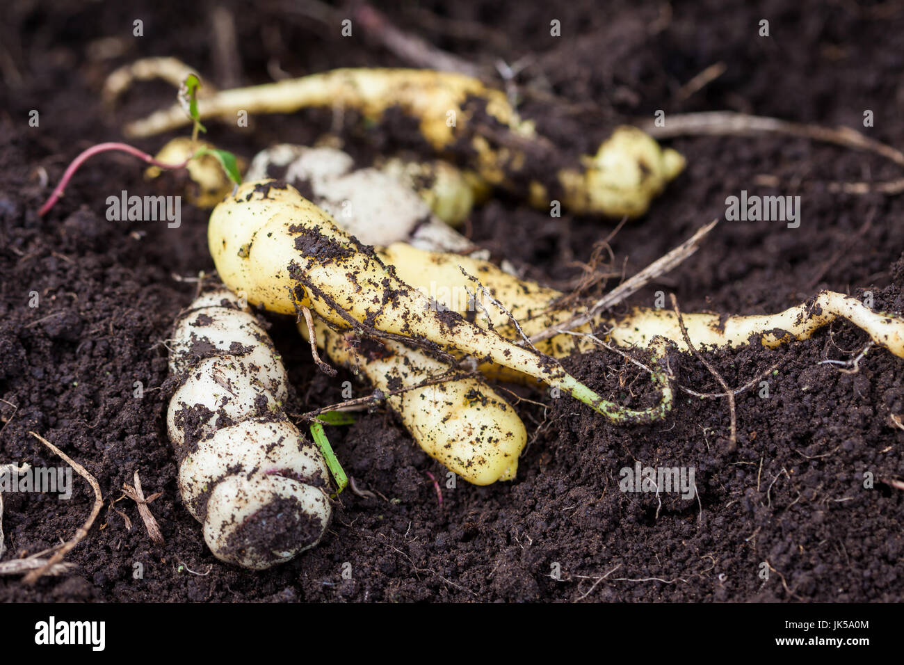 Cubios (Tropaeolum tuberosum) at organic cultivation field Stock Photo ...