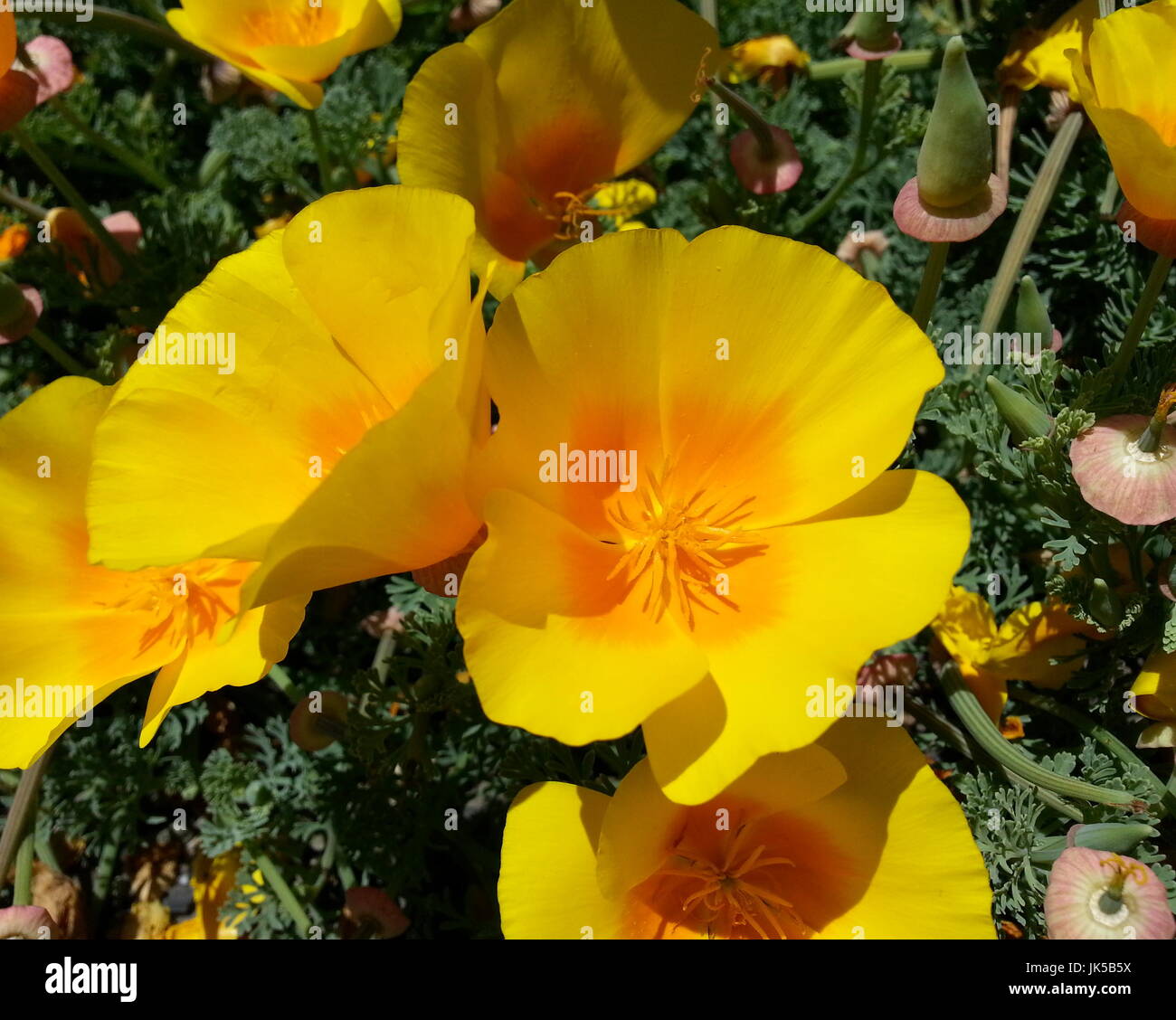 Group of Yellow Poppies Stock Photo - Alamy