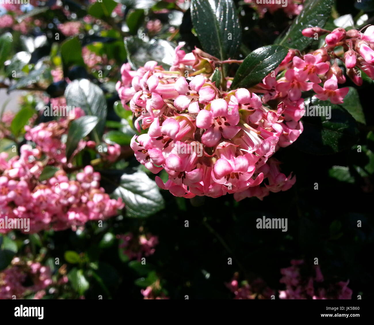 Shrub flowers hi-res stock photography and images - Alamy