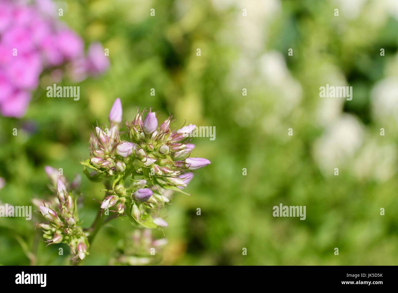 Budding flower hi-res stock photography and images - Alamy