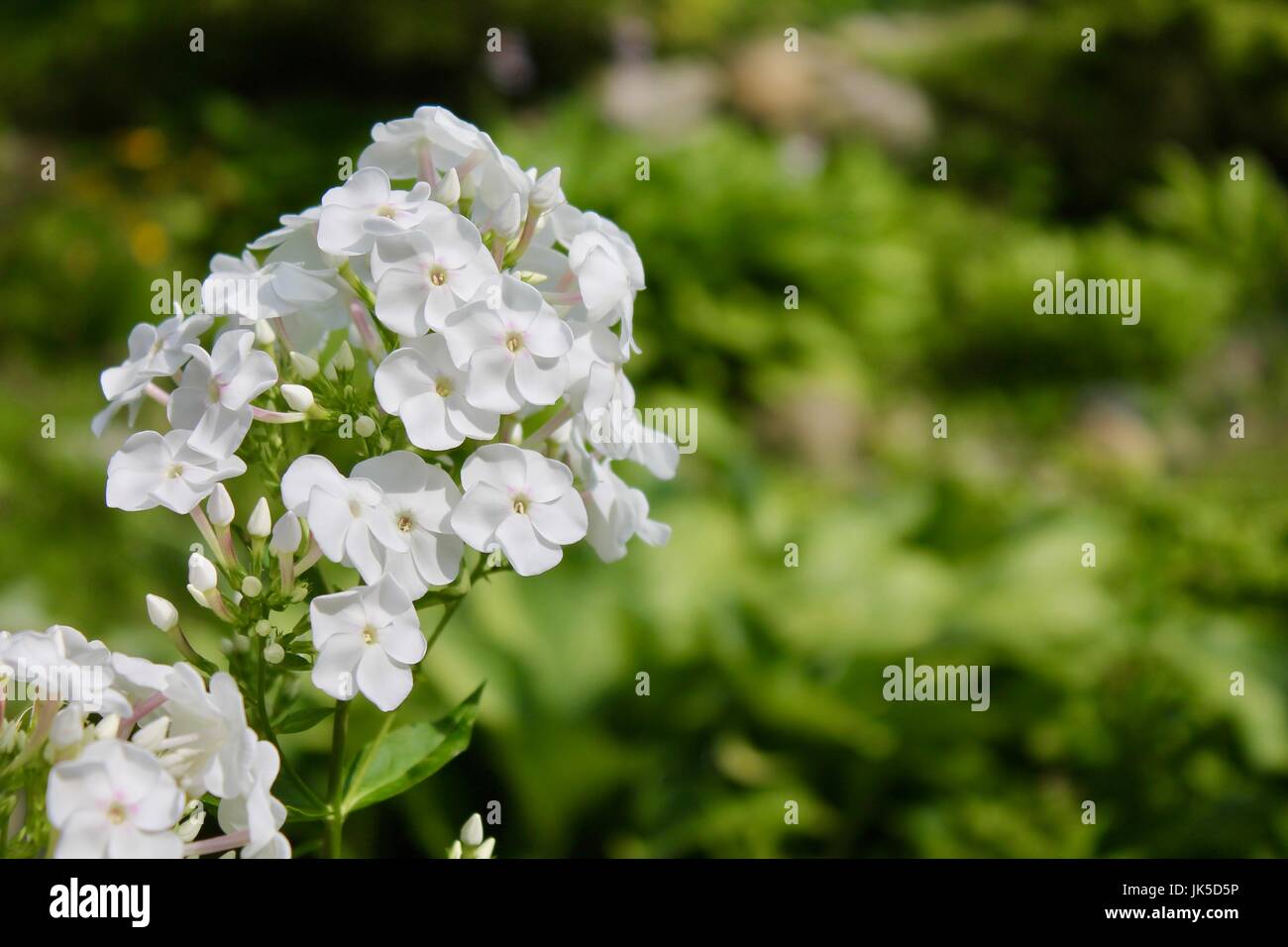 White stock flower hi-res stock photography and images - Alamy