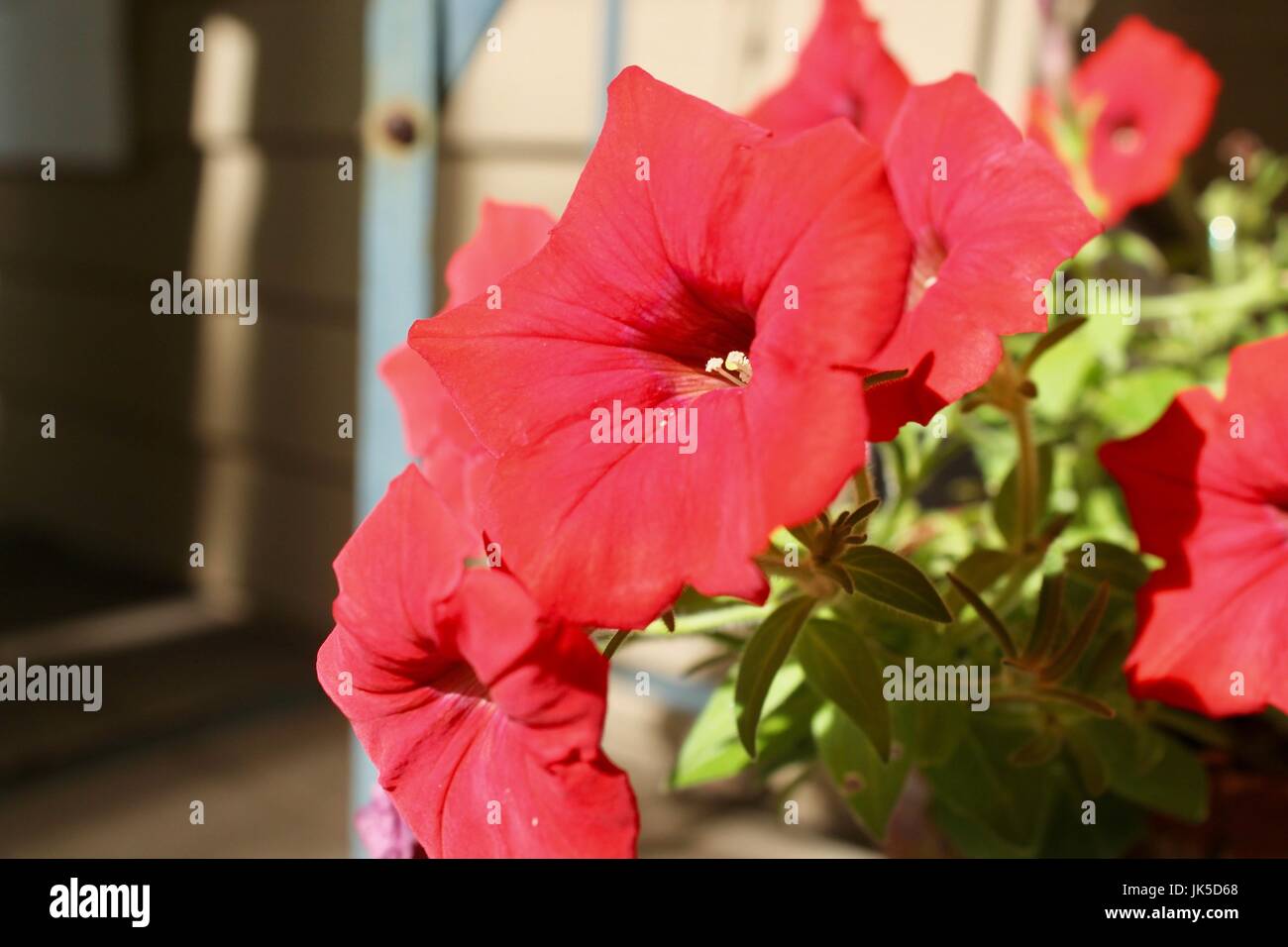 Curled red leaf hi-res stock photography and images - Alamy